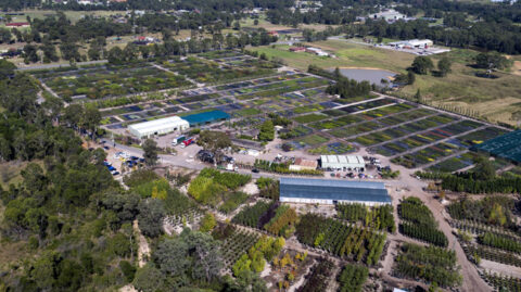 Nurseries | Andreasens Green Wholesale Nurseries