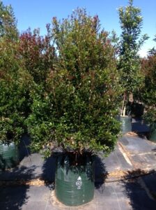 Acmena smithii 'Minor' - Andreasens Green