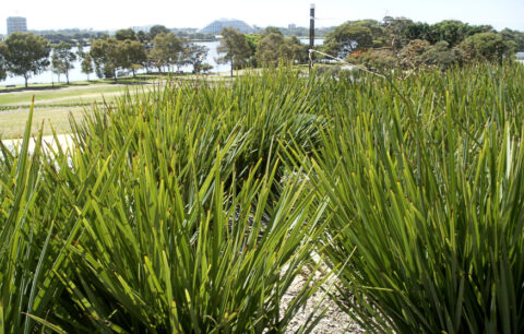 Dianella revoluta DR5000 PBR Little Rev - Andreasens Green