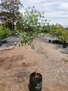 Eucalyptus polyanthemos - Andreasens Green