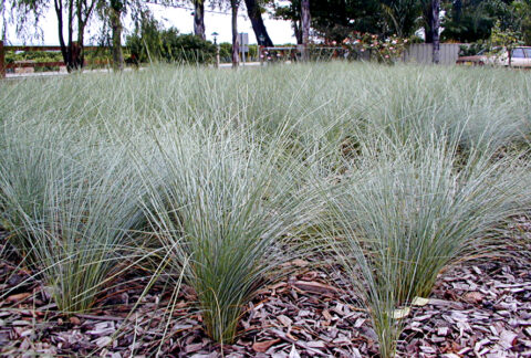 Poa poiformis PP500PBR Kingsdale - Andreasens Green