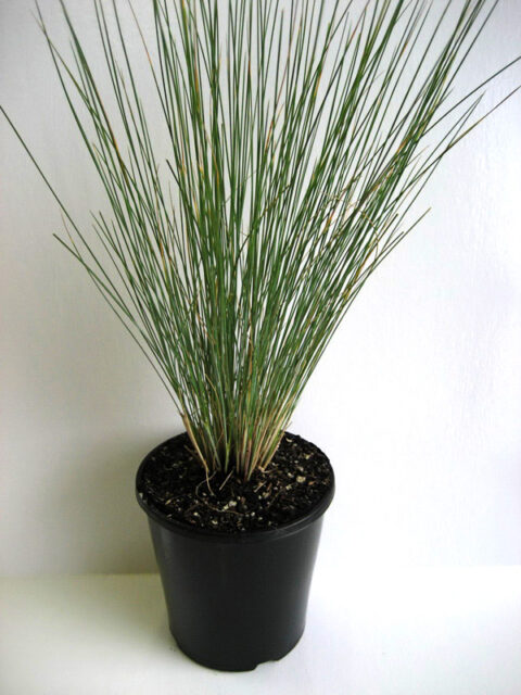 Poa poiformis PP500PBR Kingsdale - Andreasens Green