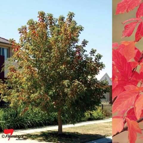 Acer negundo 'Sensation' - Andreasens Green