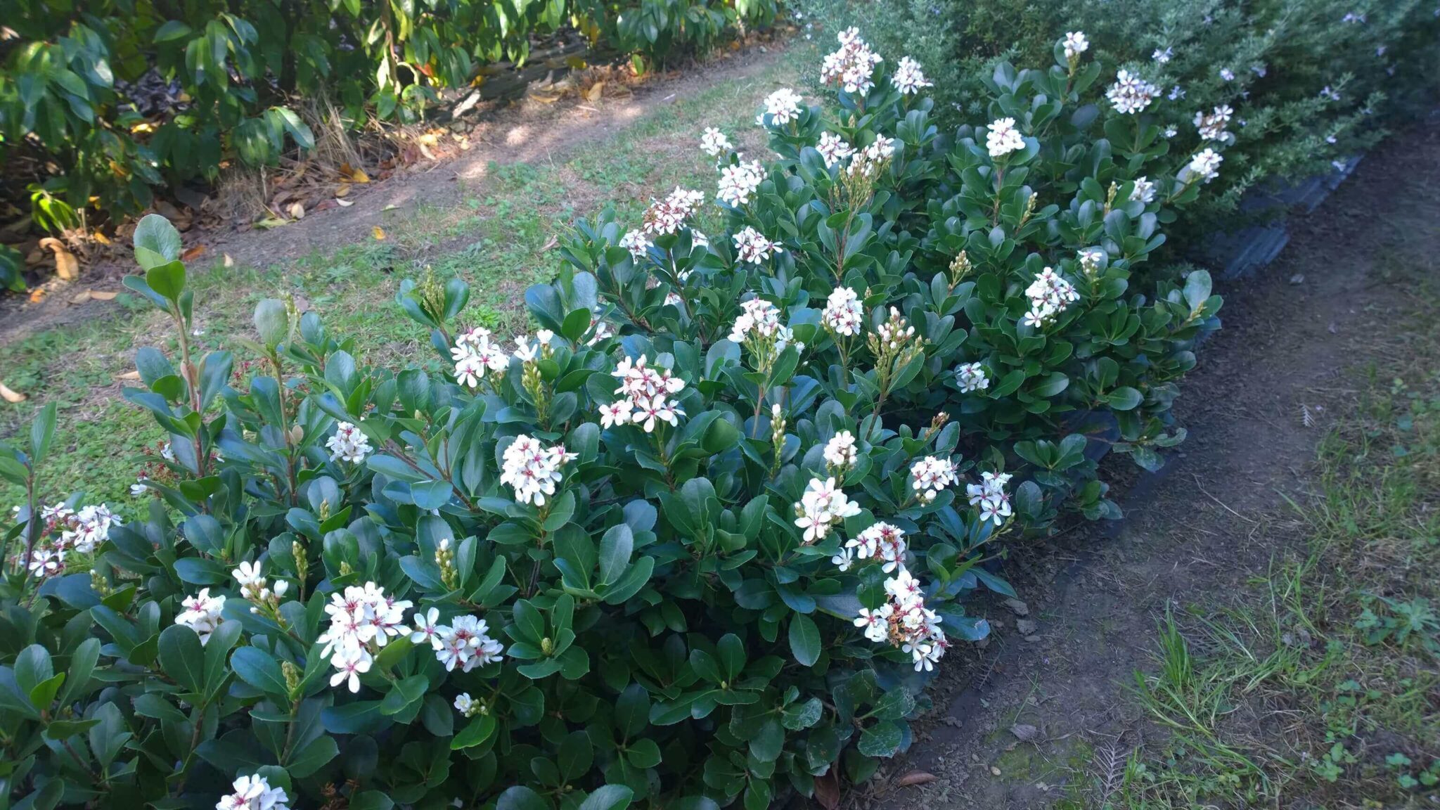 Rhaphiolepis indica 'RAPH01' PBR Cosmic White - Andreasens Green