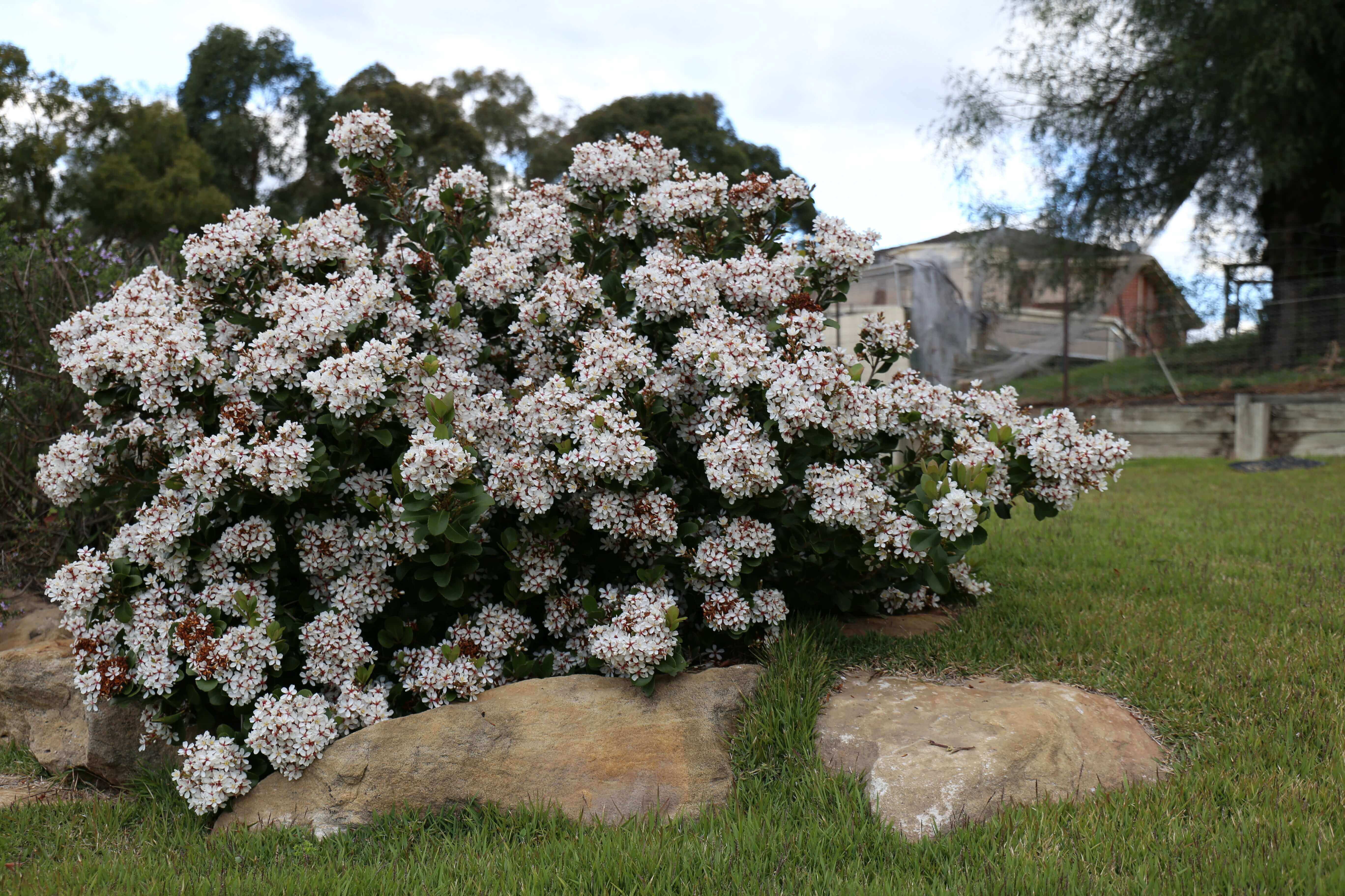 Rhaphiolepis indica 'RAPH01' PBR Cosmic White™ - Andreasens Green ...