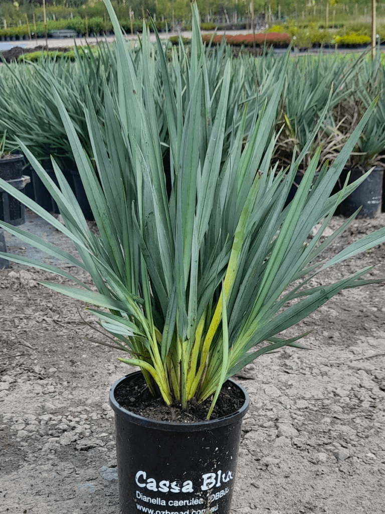 Dianella caerulea ‘DBB03’ PBR Cassa Blue® - Andreasens Green Wholesale ...
