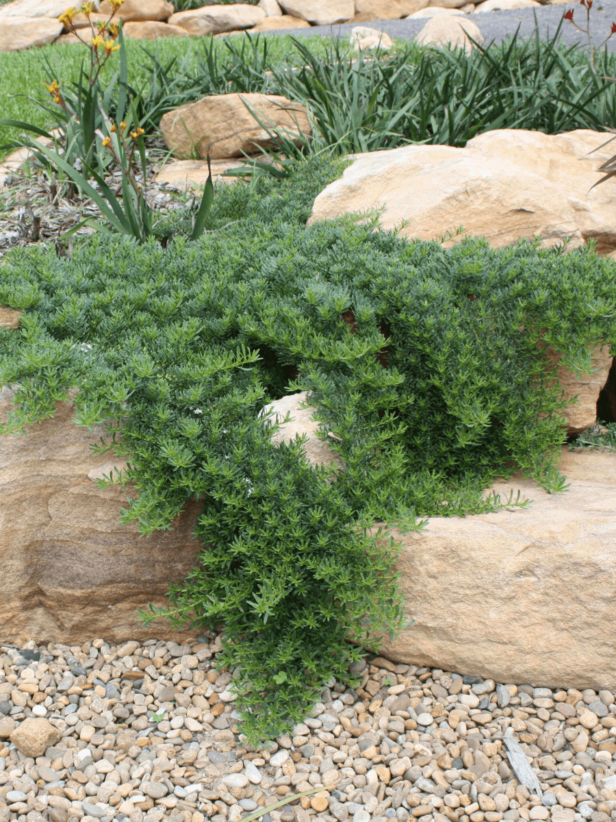 Myoporum parvifolium 'PARV01' PBR Yareena - Andreasens Green