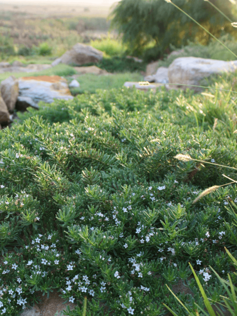 Myoporum parvifolium 'PARV01' PBR Yareena - Andreasens Green