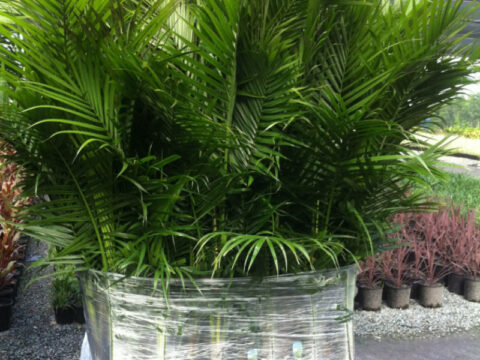 Wholesale Plant Nursery - Andreasens Green