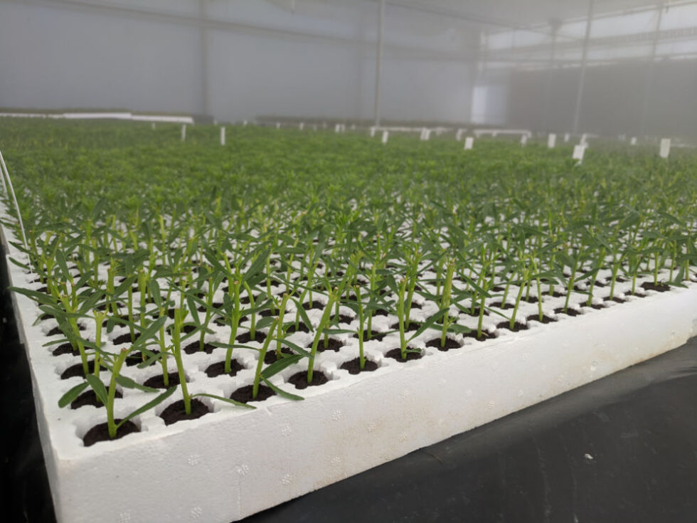 Pre-Grow Orders - Andreasens Green