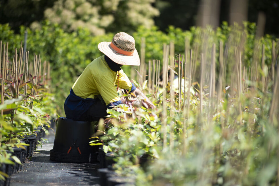 Pre-Grow Orders - Andreasens Green