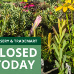 Wholesale Plant Nursery - Andreasens Green